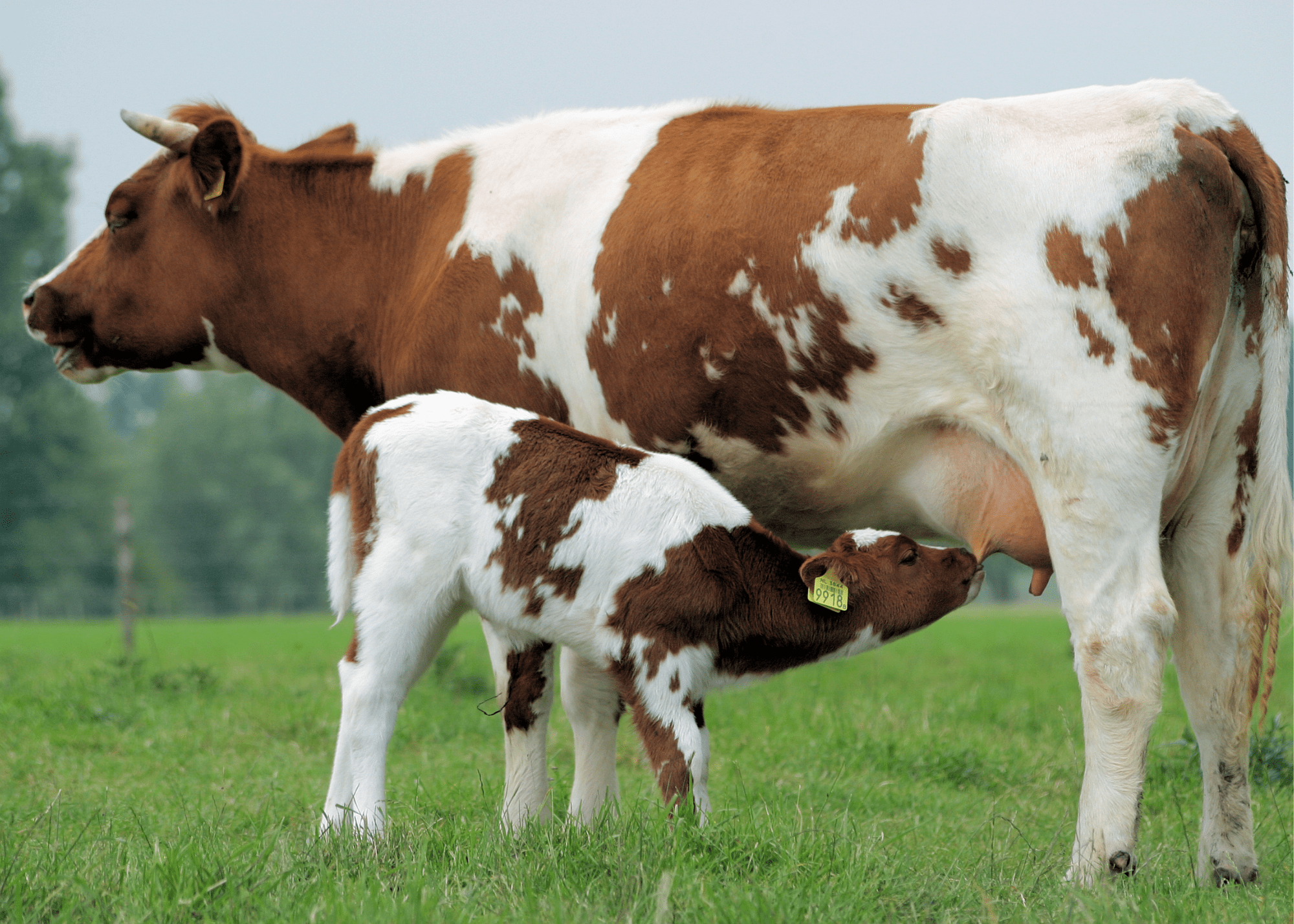 ADSA 2021 Student Writings Part 8 | UT Dairy